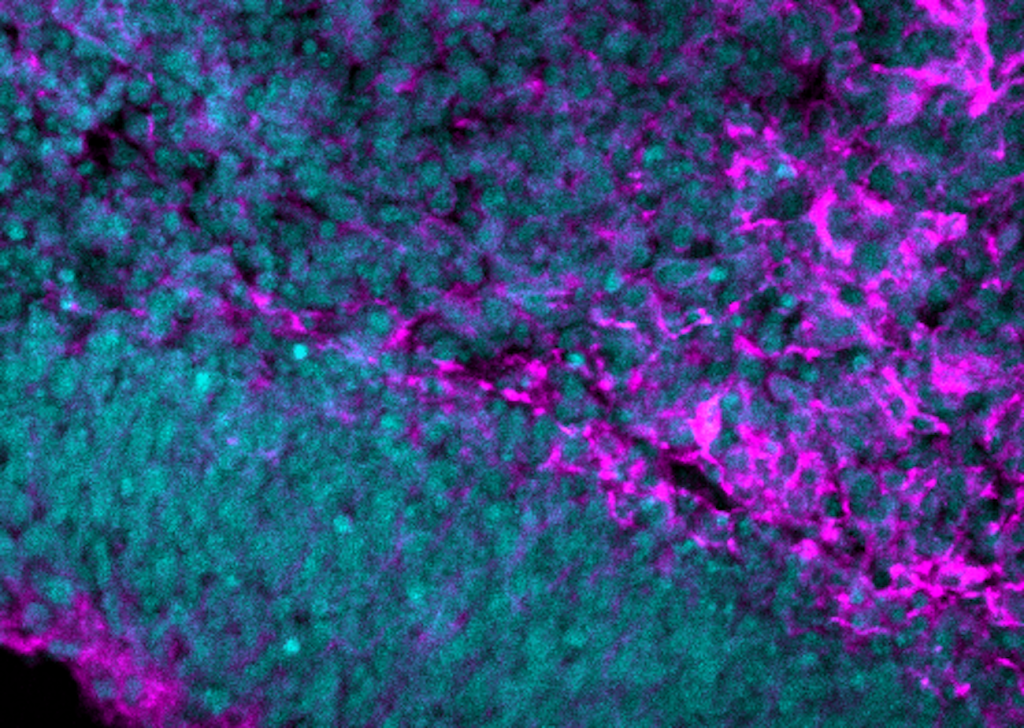 About - UK Human Functional Genomics Initiative